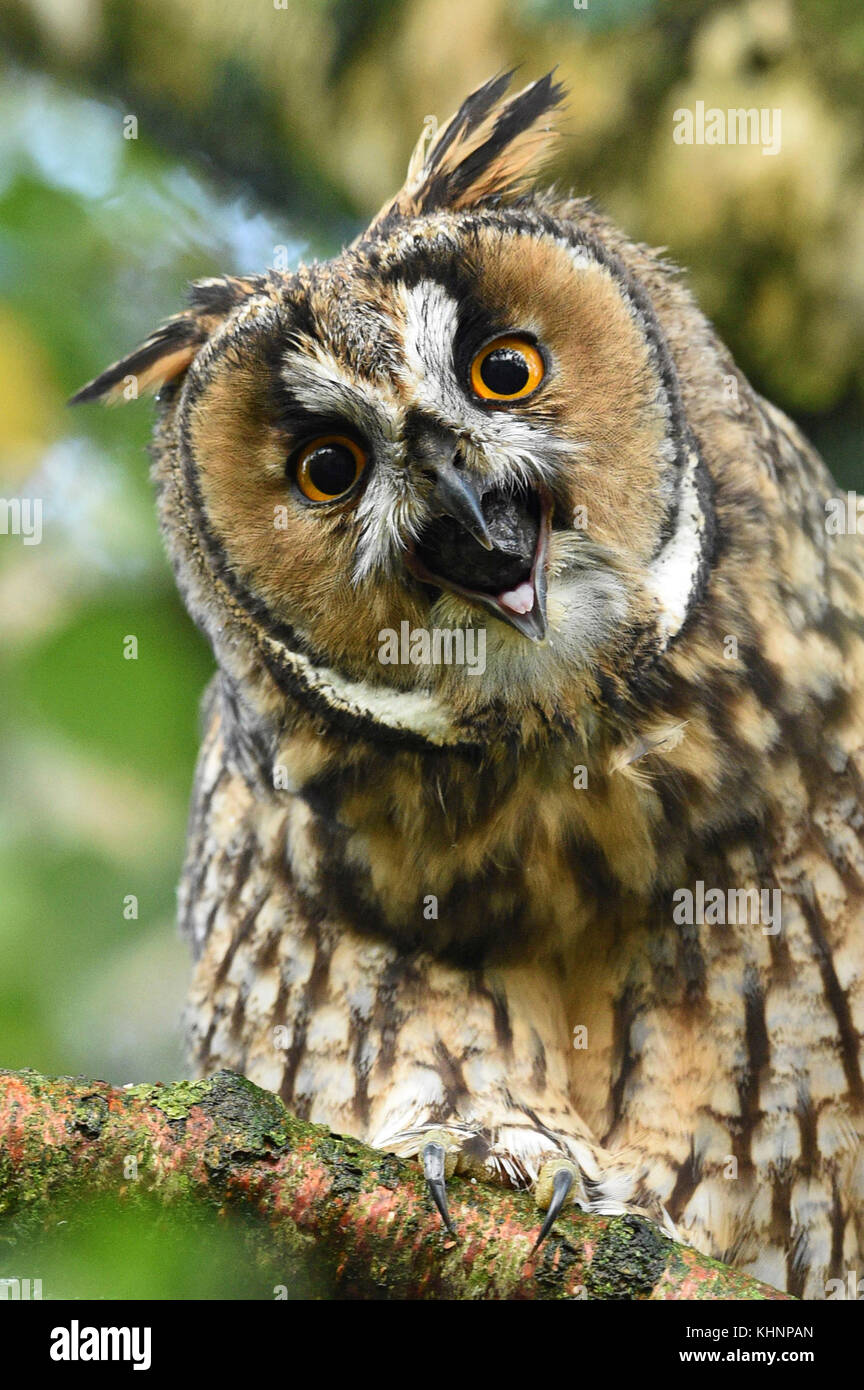 Long-eared Owl (Asio otus) regurgitating pellet, Leeuwarden ...