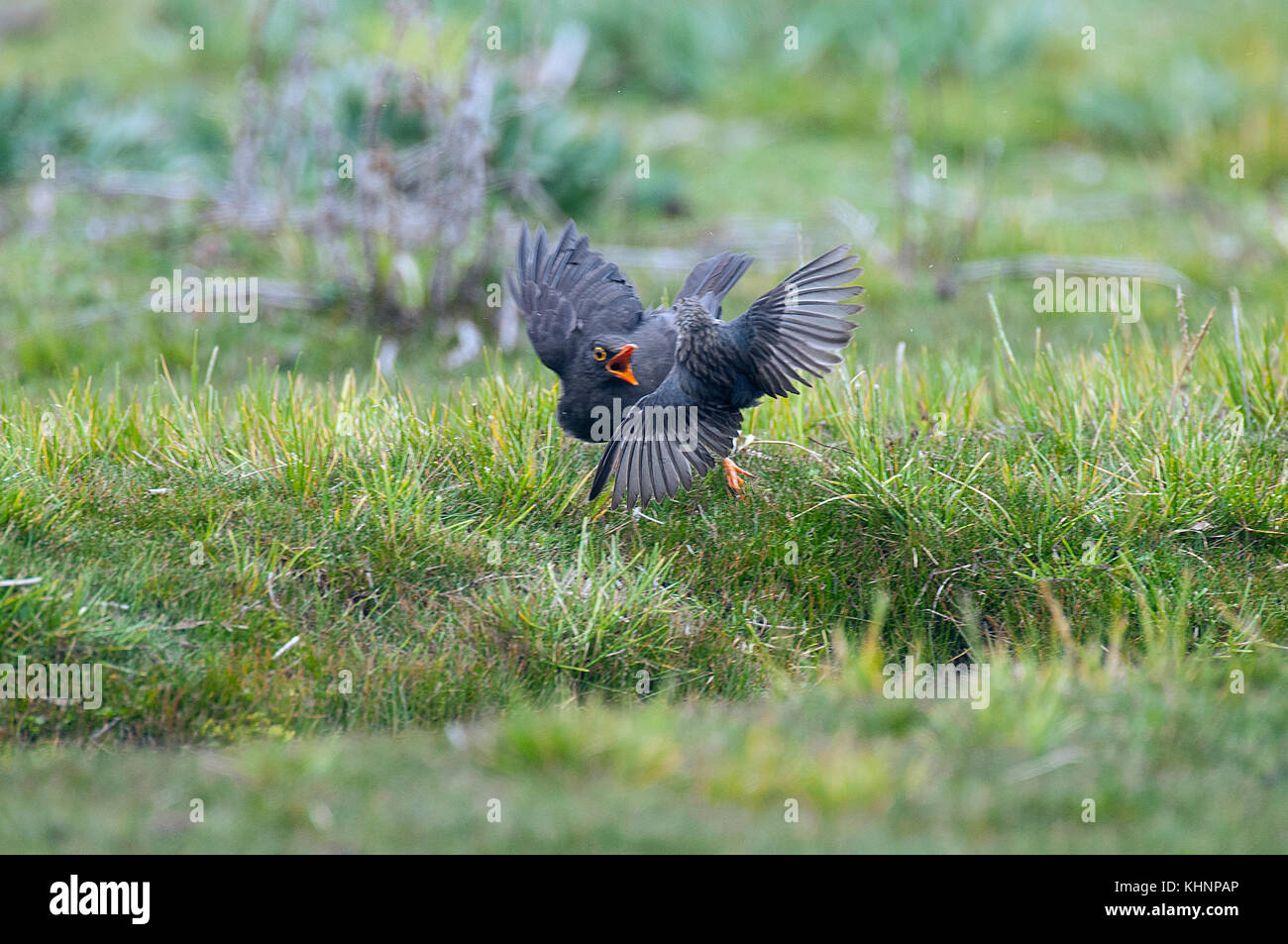 Great Thrush (Turdus fuscater) and female Plumbeous Sierra-Finch ...