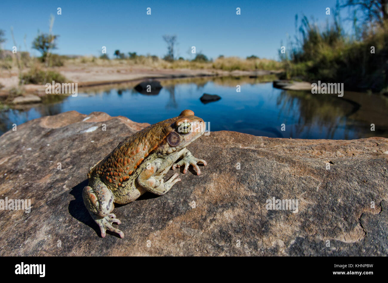 African Red Toad (Schismaderma carens) near waterhole, Marakele ...