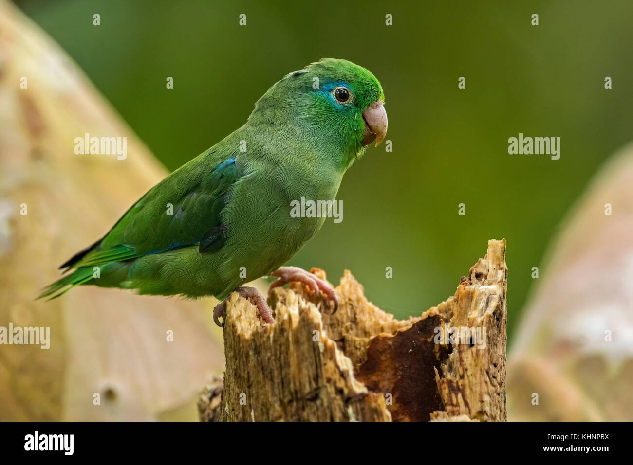 Spectacled Parrotlet (Forpus conspicillatus) male, Guacharo Cave ...