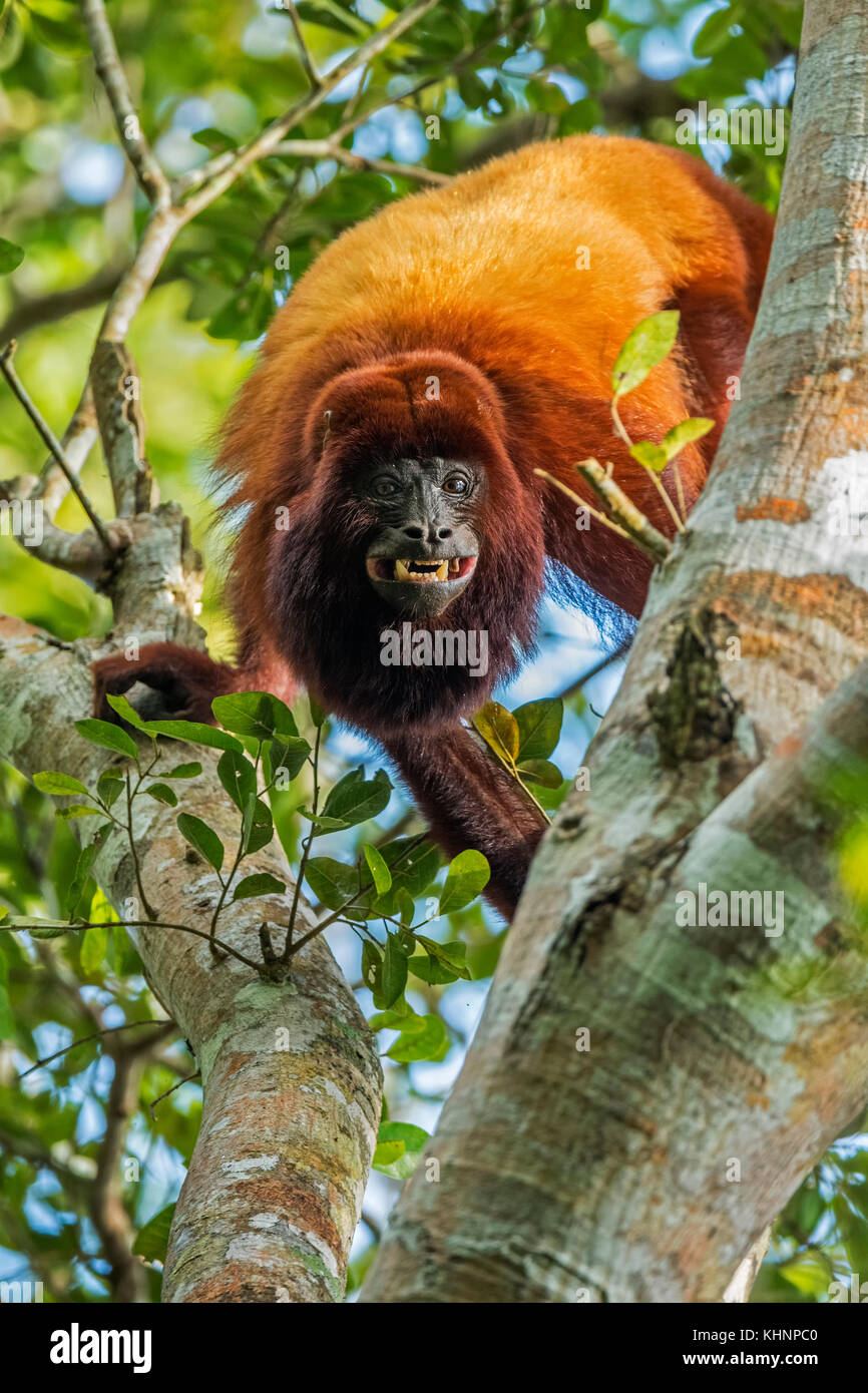 Red Howler Monkey (Alouatta seniculus) in defensive posture, Magdalena ...