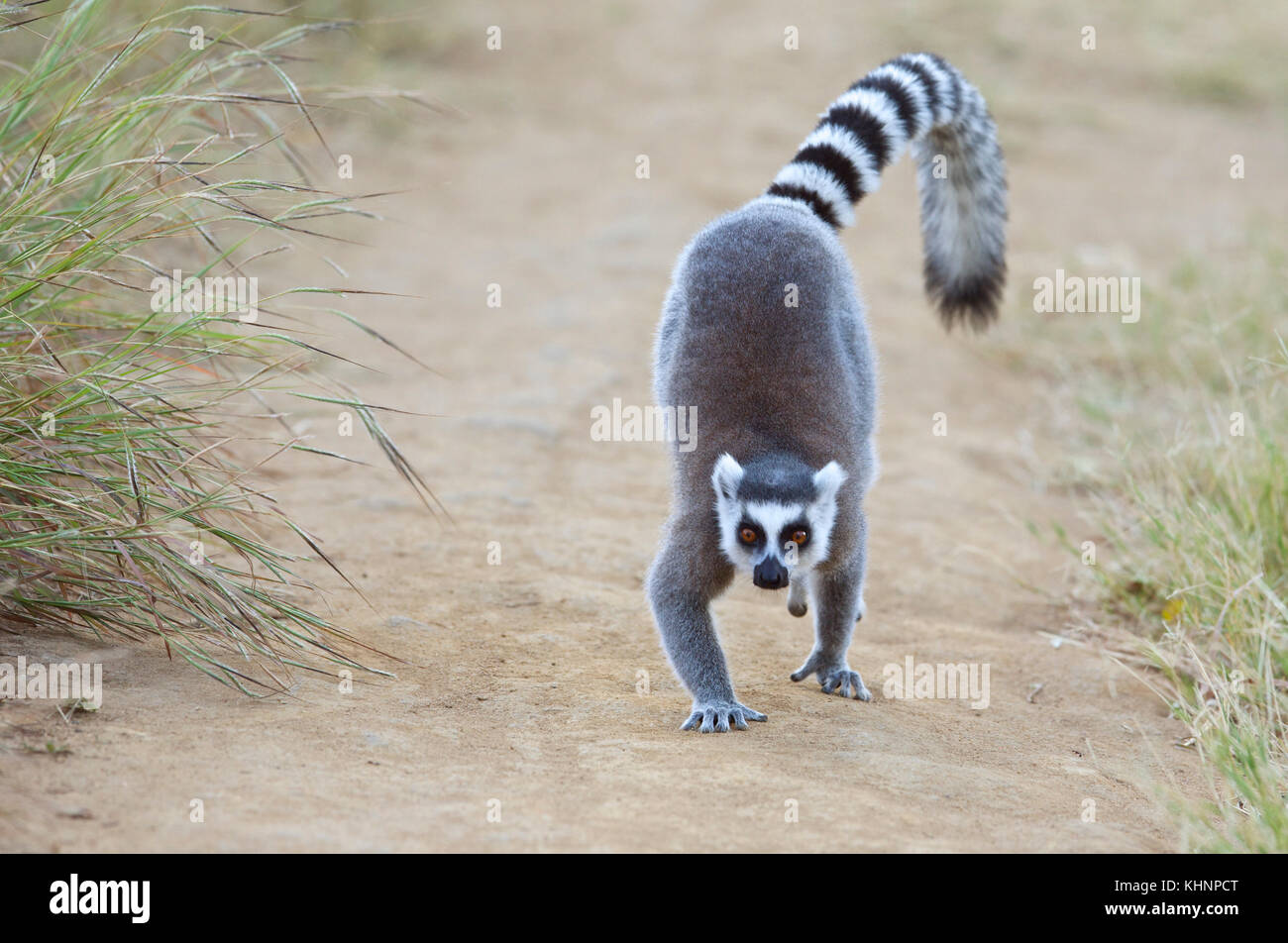 Ring-tailed Lemur (Lemur catta) running, Anja Park, Madagascar Stock ...