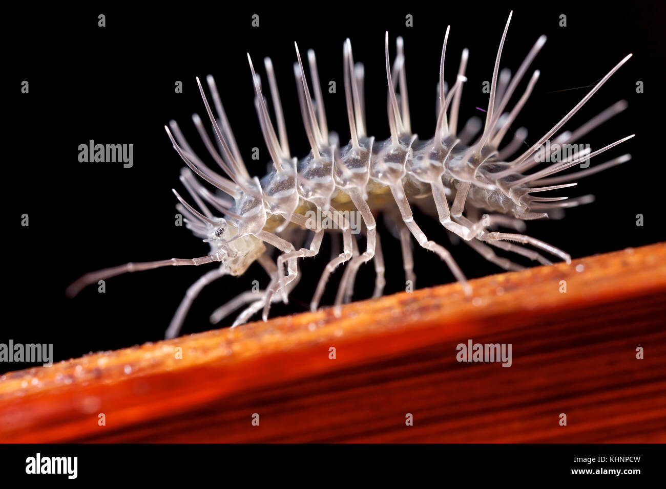 Woodlouse (Calmanesia sp), Mananara Nord National Park, Madagascar ...