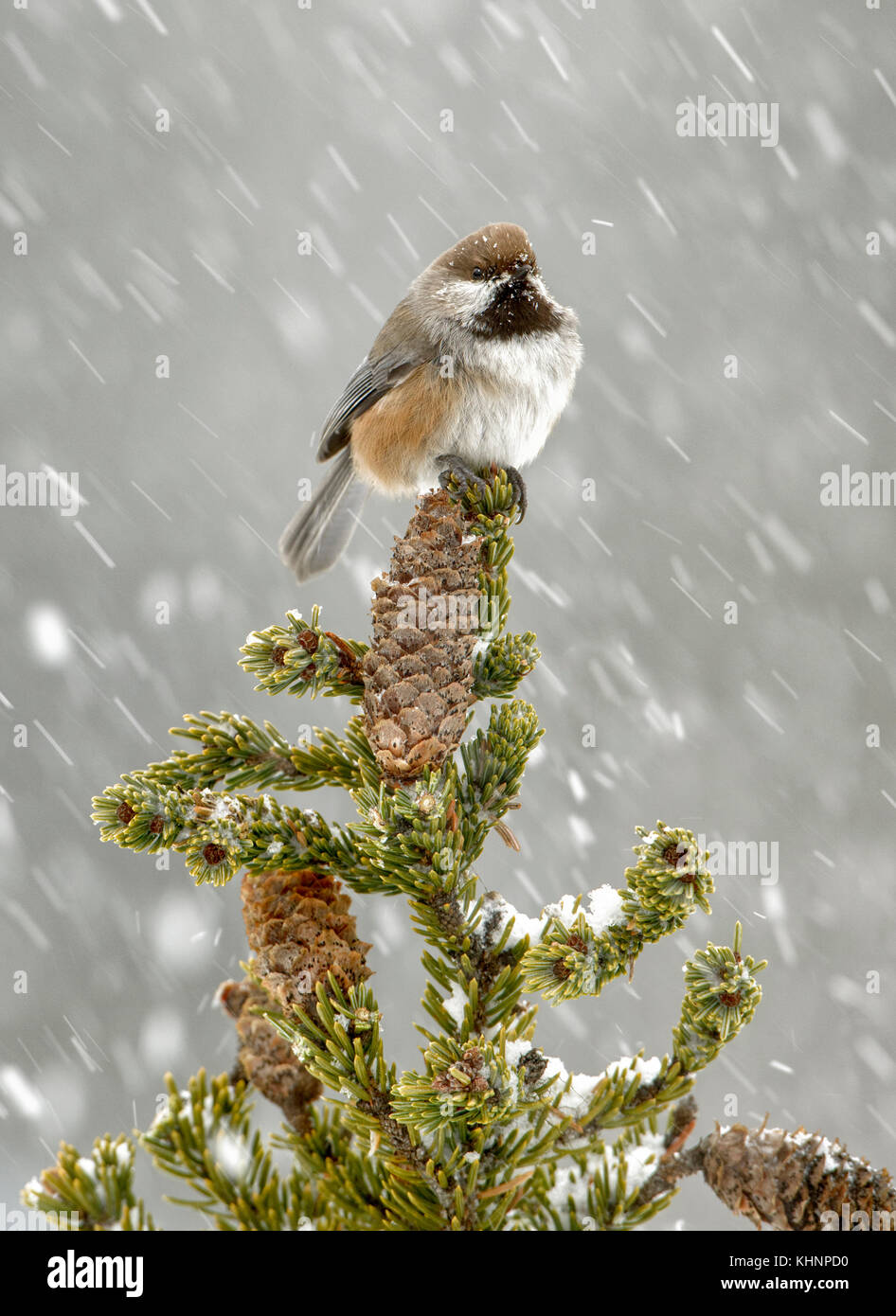Boreal Chickadee (Poecile hudsonicus) during snowfall, Alaska Stock ...