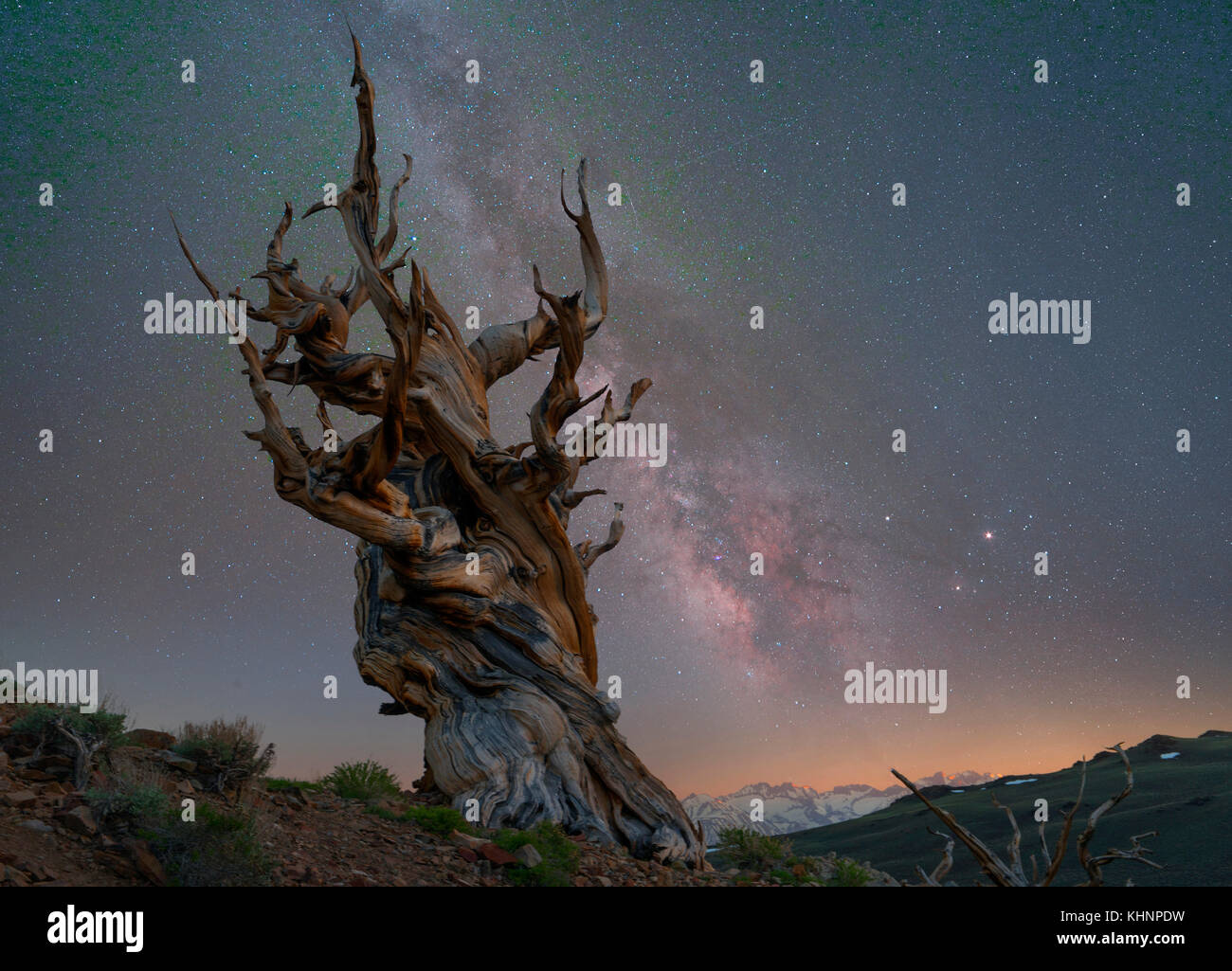 Great Basin Bristlecone Pine (Pinus longaeva) tree and Milky Way, Inyo ...