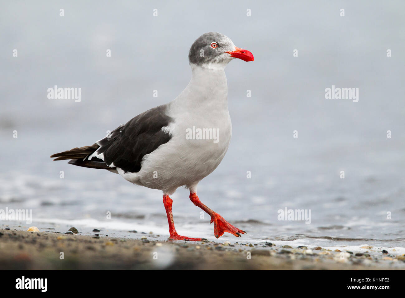 Dolphin Gull (Leucophaeus scoresbii), Punta Arenas, Strait of Magellan ...