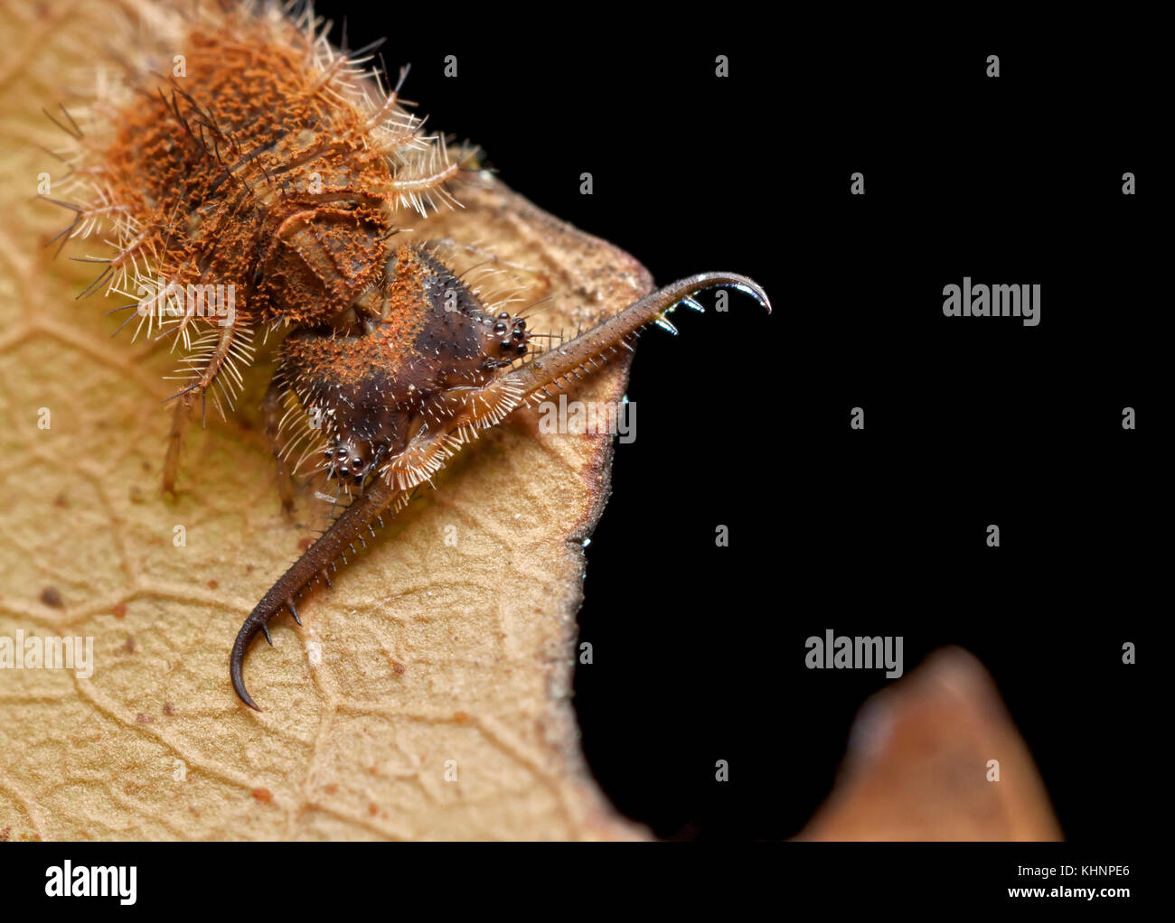 Owl Fly (Ascalaphidae) larva, Udzungwa Mountains National Park ...