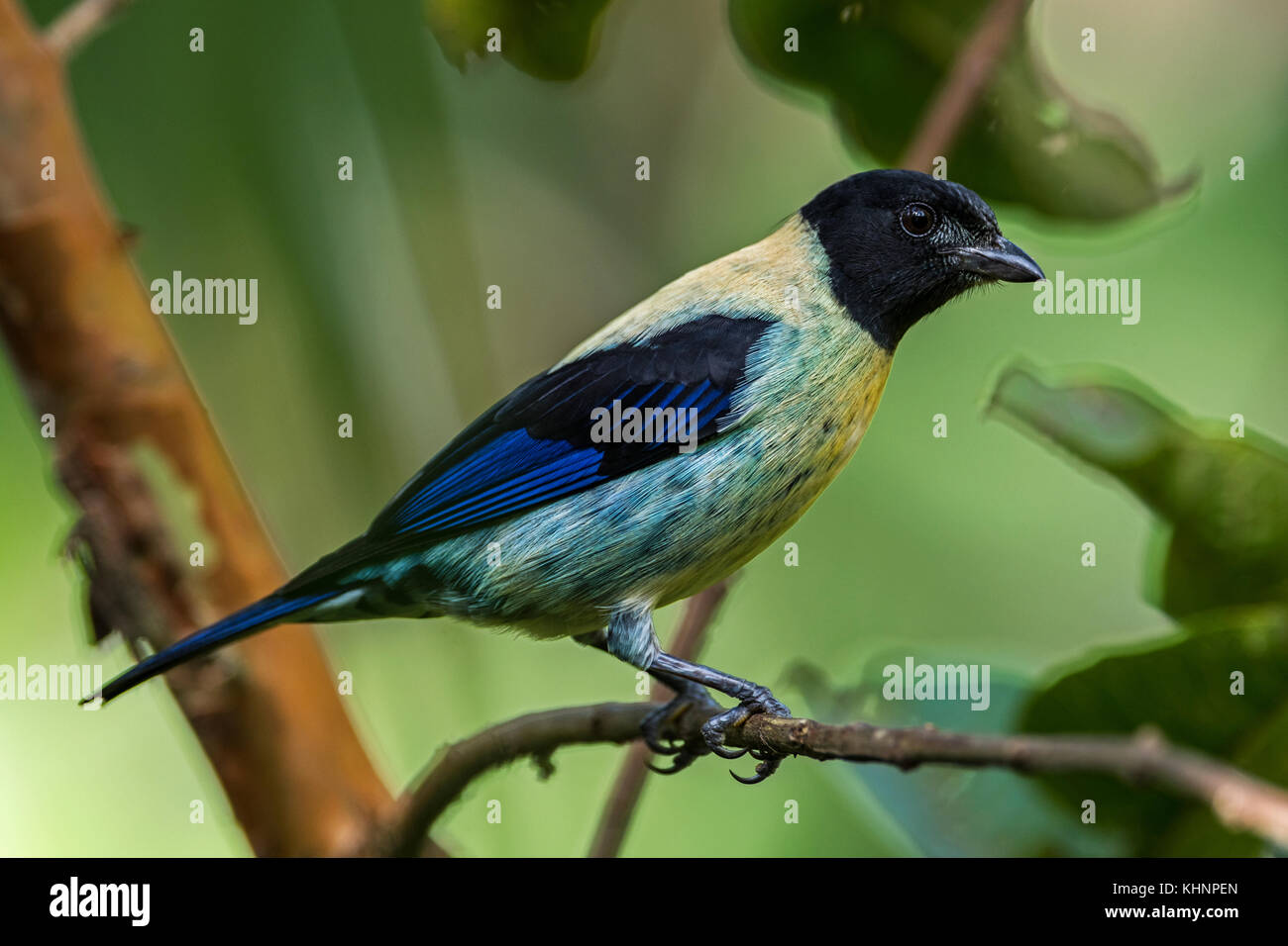 Black-headed Tanager (Tangara cyanoptera), Sierra Nevada de Santa Marta ...