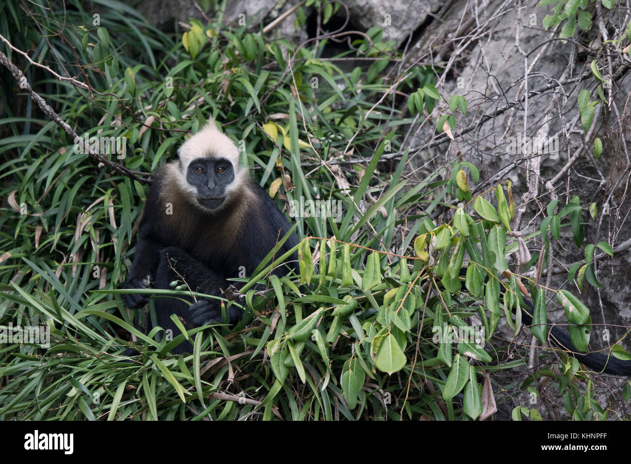 Cat Ba Langur (Trachypithecus poliocephalus poliocephalus), Ha Long Bay ...