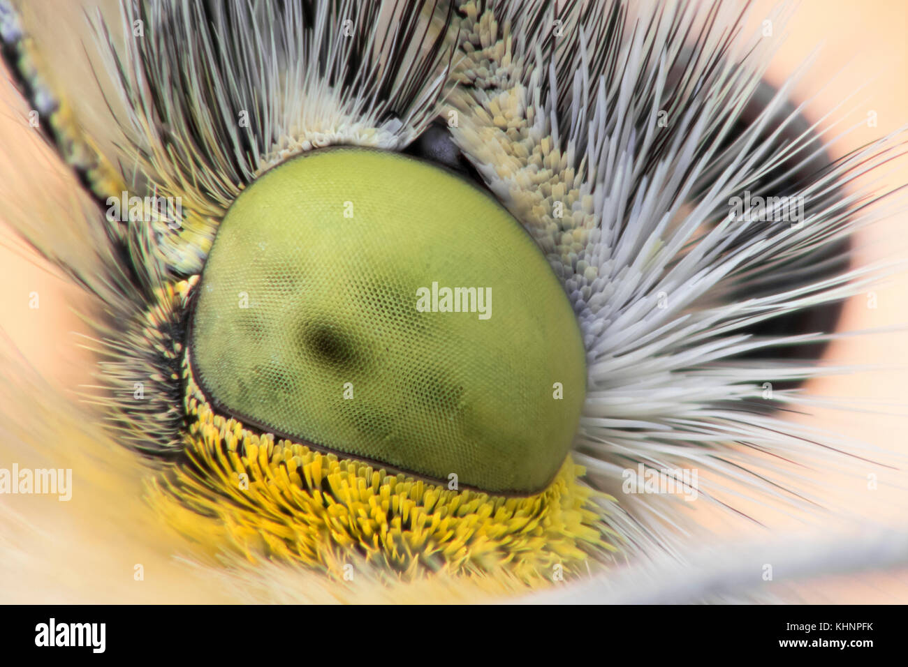 Orange Tip (Anthocharis cardamines) butterfly compound eye, Hesse ...