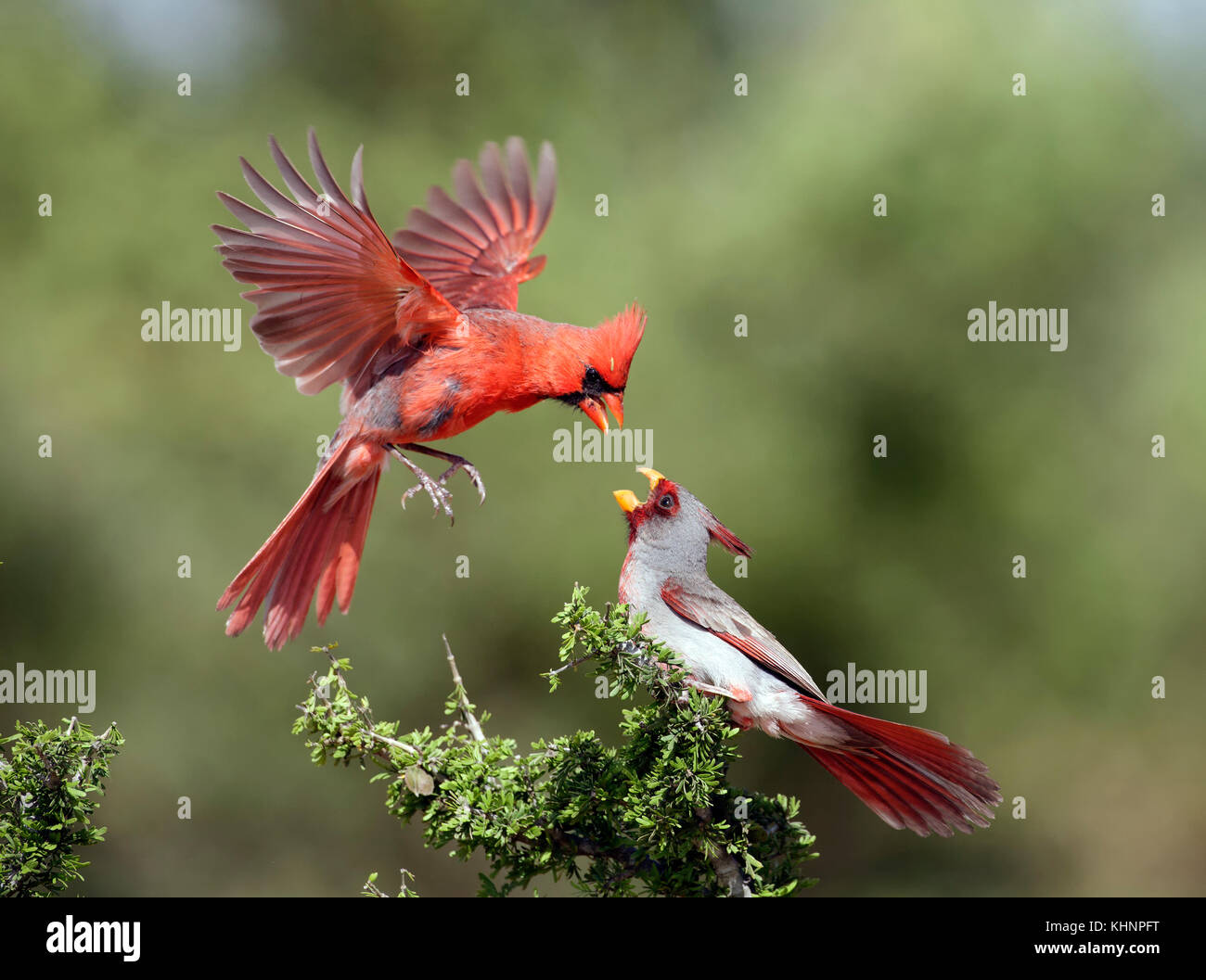 Northern Cardinal (Cardinalis cardinalis) and Pyrrhuloxia (Cardinalis ...
