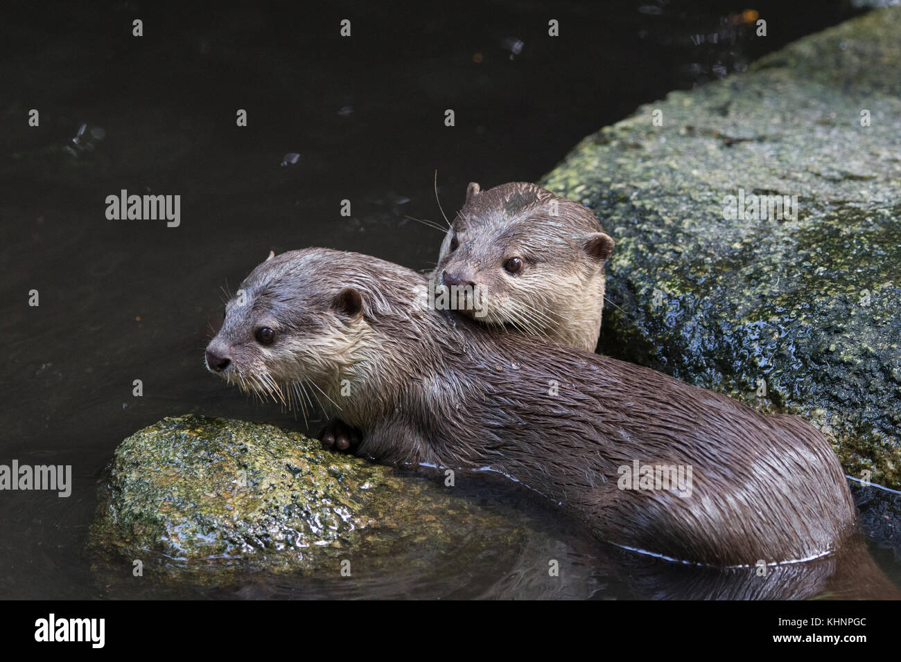 Oriental Small Clawed Otter (Aonyx cinerea) pair, native to Asia Stock ...