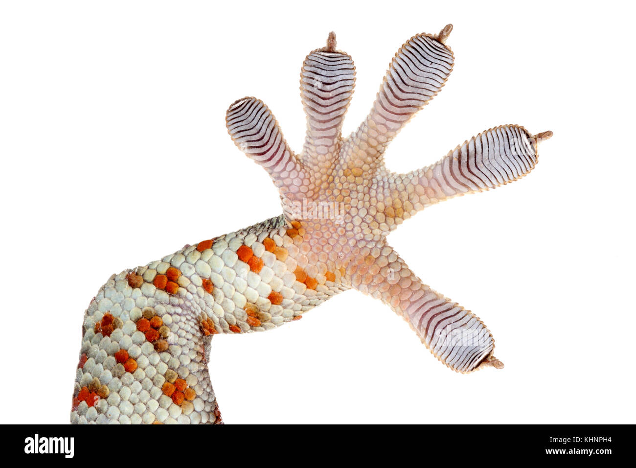 Tokay Gecko (Gecko gecko) foot with scales that have natural adhesive ...