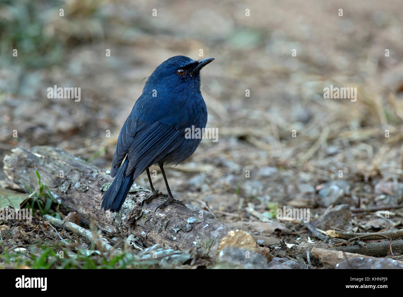 "White-bellied Shortwing (Brachypteryx major) male, Kerala, India Stock ...