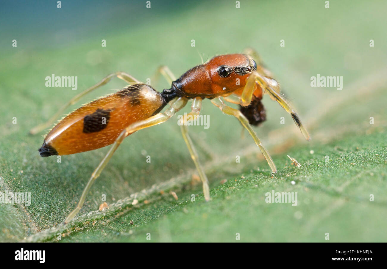 Ant-mimicking Jumping Spider (Myrmarachne sp), Virunga National Park ...