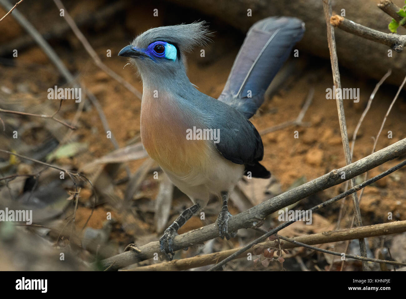 Crested Coua (Coua cristata), Kirindy Forest, Morondava, Madagascar ...