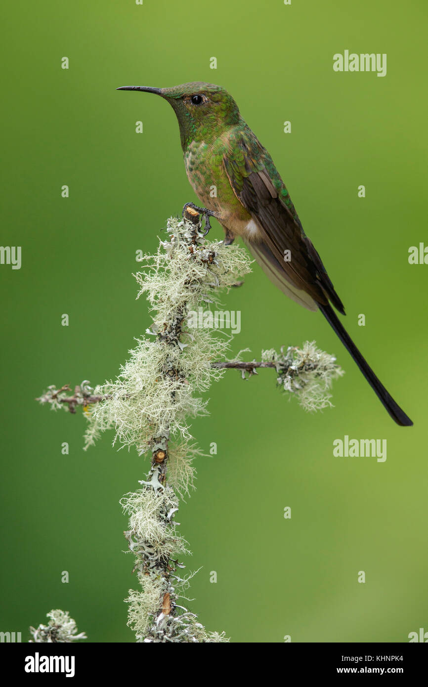 Black-tailed Trainbearer (Lesbia victoriae) hummingbird, Colombia Stock ...