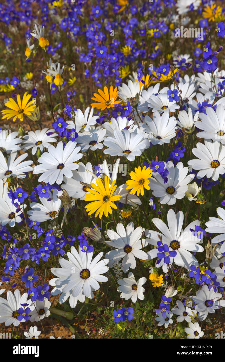 Glandular Cape Marigold (Dimorphotheca sinuata), Rain Daisy ...