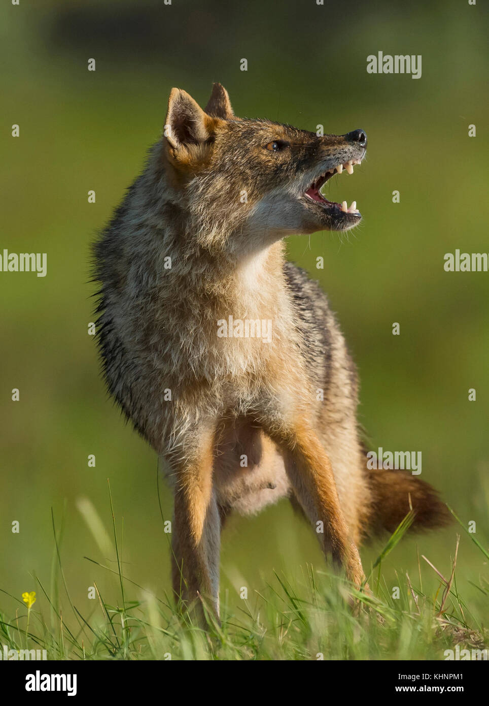 Golden Jackal (Canis aureus) in aggressive posture, Danube Delta, Romania Stock Photo - Alamy