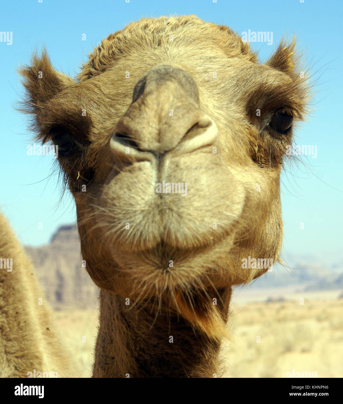 Cute Camel