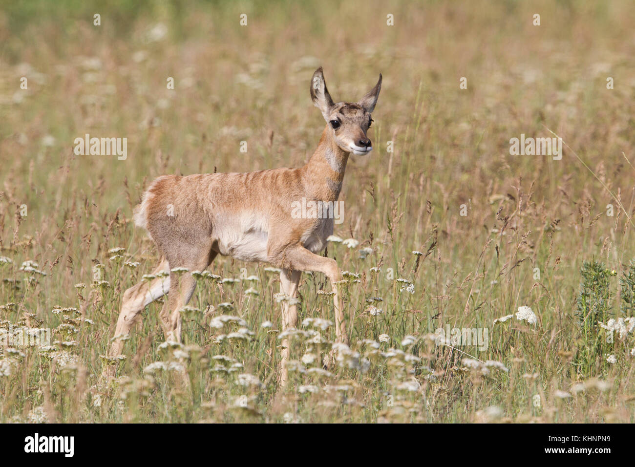 Pronghorn Antelope (Antilocapra americana) fawn, eastern Montana Stock ...
