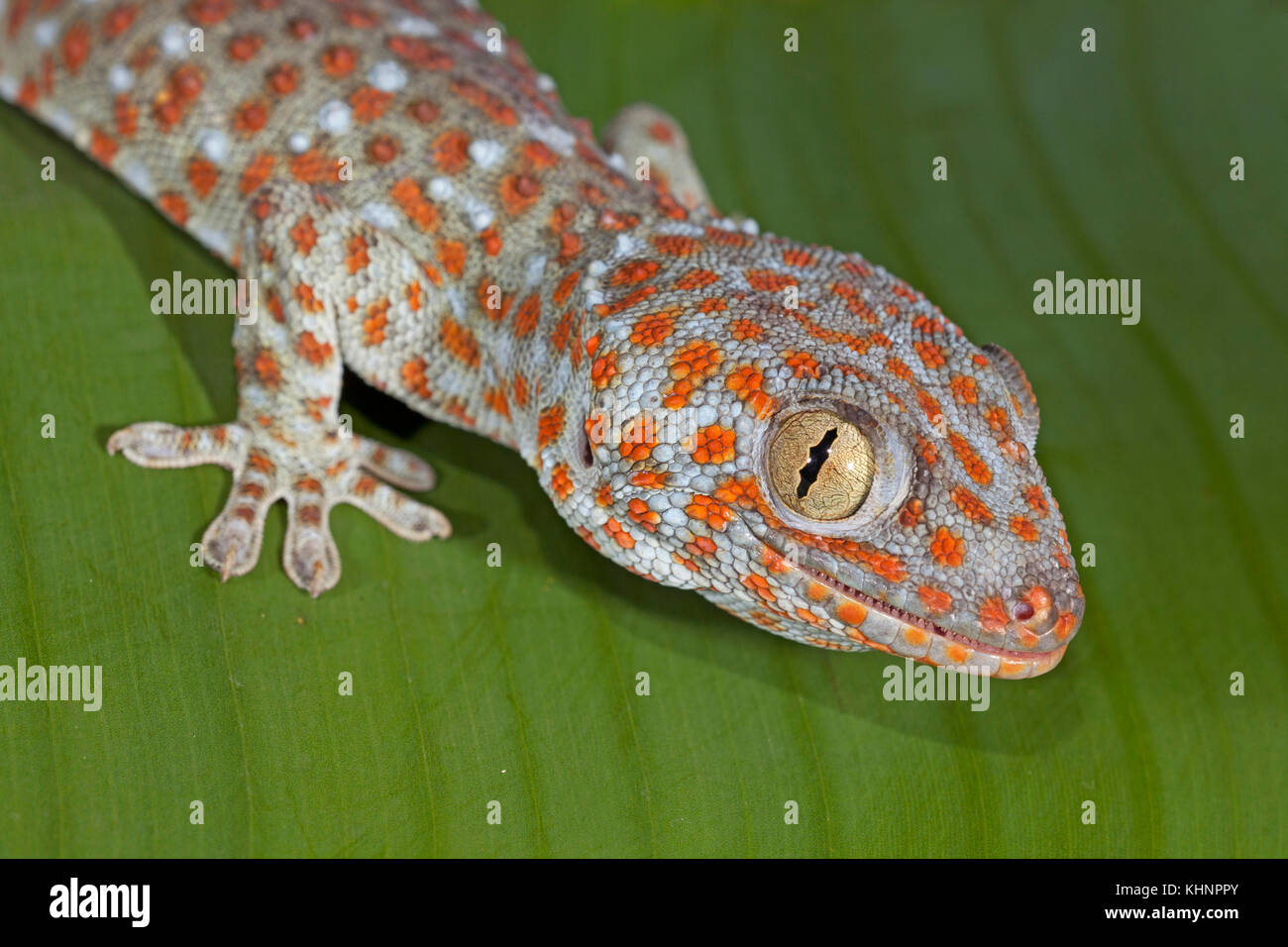 Tokay Gecko (Gecko gecko), Thailand Stock Photo - Alamy