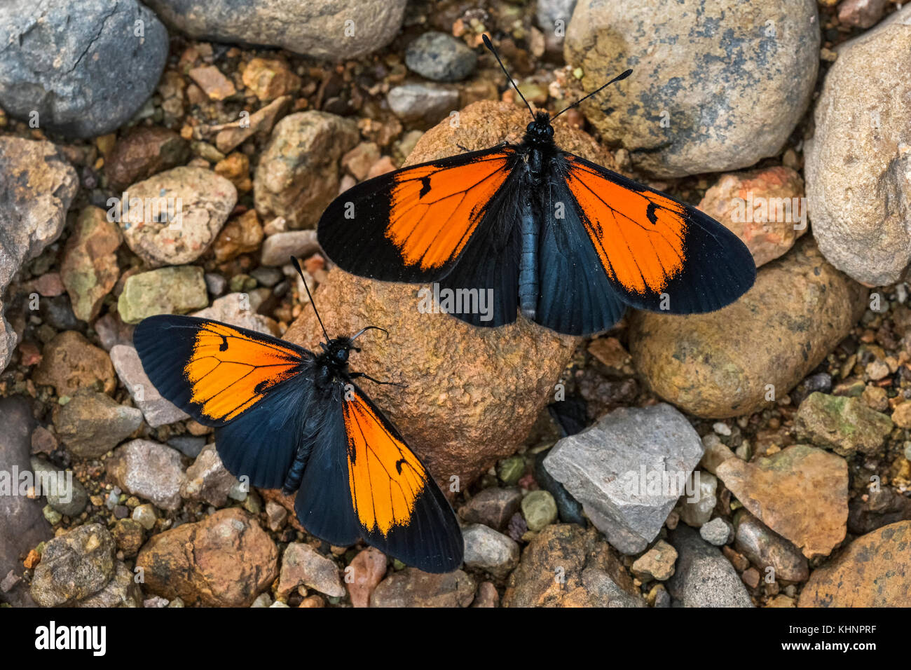 Orange-disked Actinote (Altinote stratonice) butterflies, Guacharo Cave ...