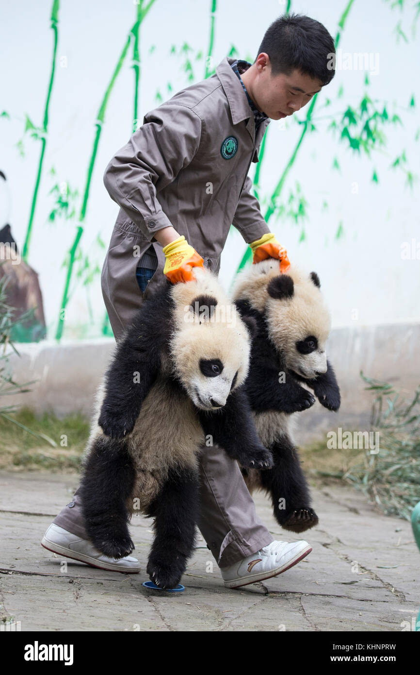 Giant Panda (Ailuropoda melanoleuca) keeper carrying six-to-eight month ...
