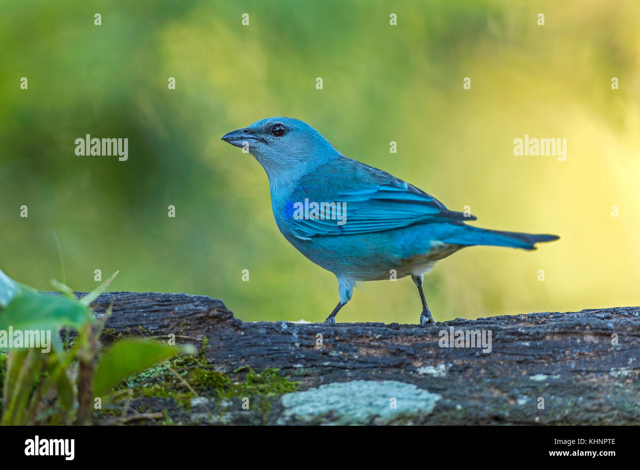 Azure-shouldered Tanager (Thraupis cyanoptera), Sao Paulo, Atlantic ...