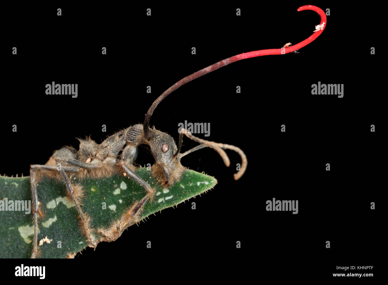 Sac Fungus (Cordyceps sp) which has infected an ant, Danum Valley ...