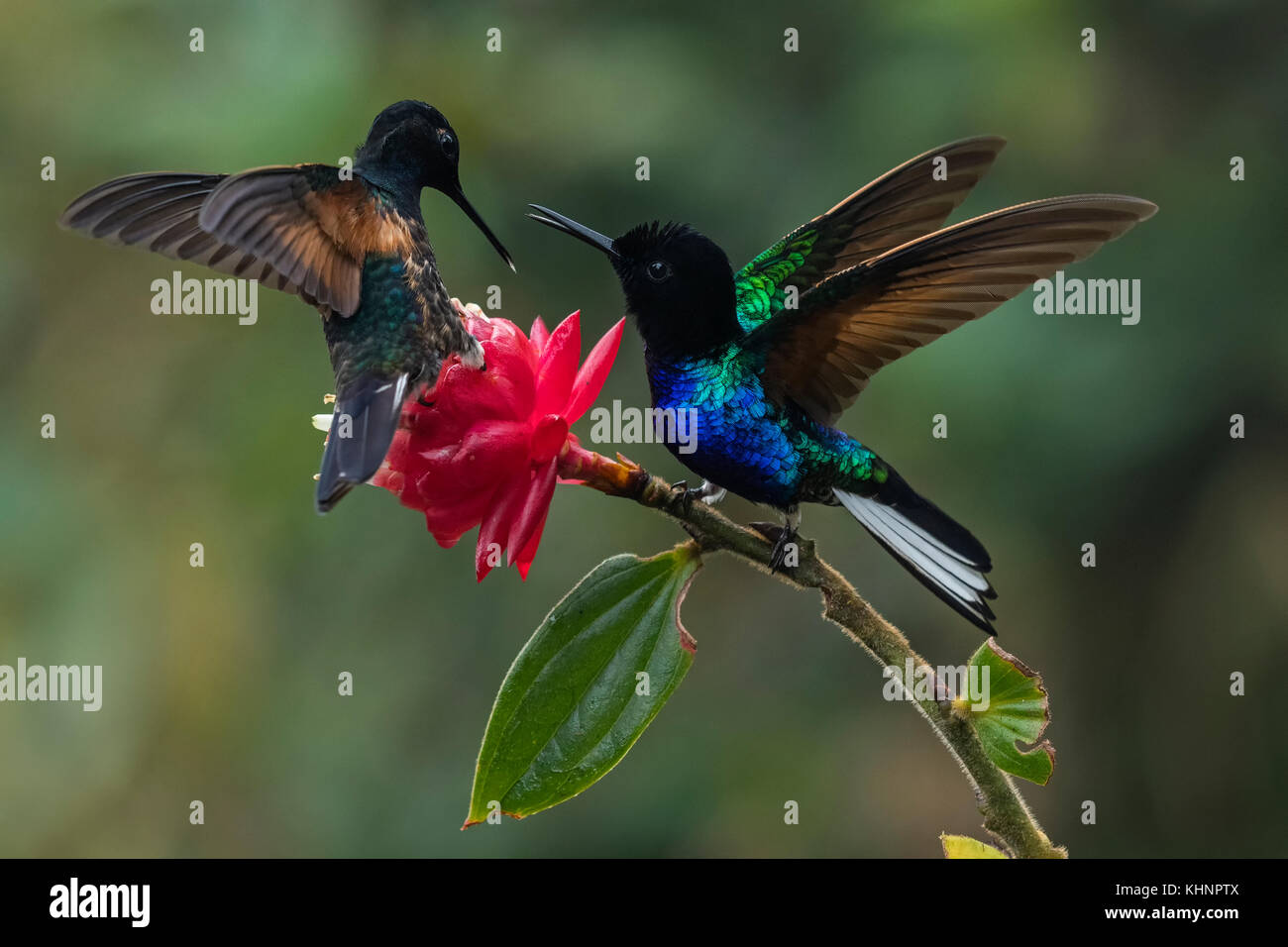 Velvet-purple Coronet (Boissonneaua jardini) hummingbird in aggressive ...