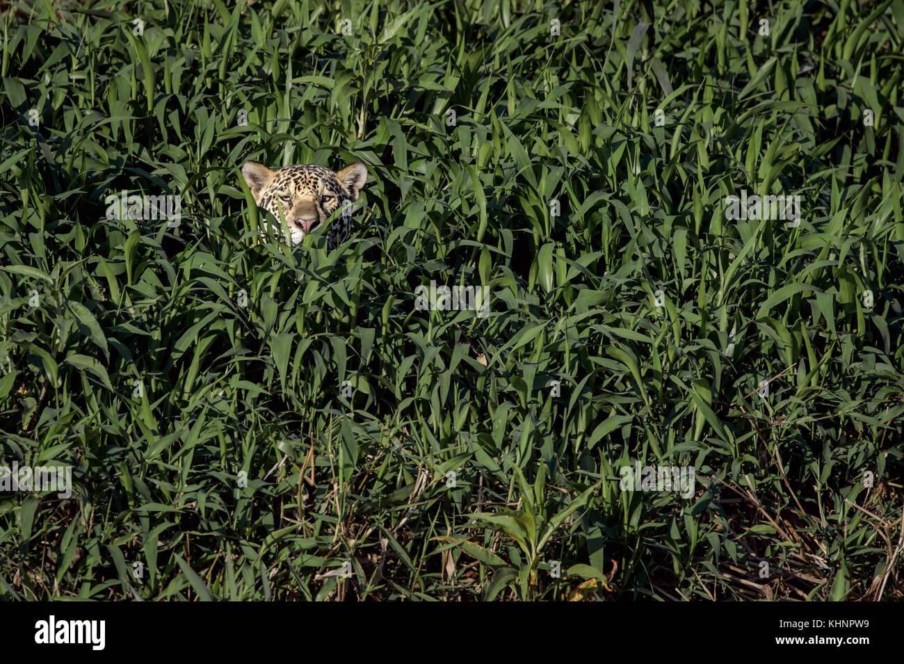 Jaguar (Panthera onca) concealed in reeds, Brazil Stock Photo - Alamy