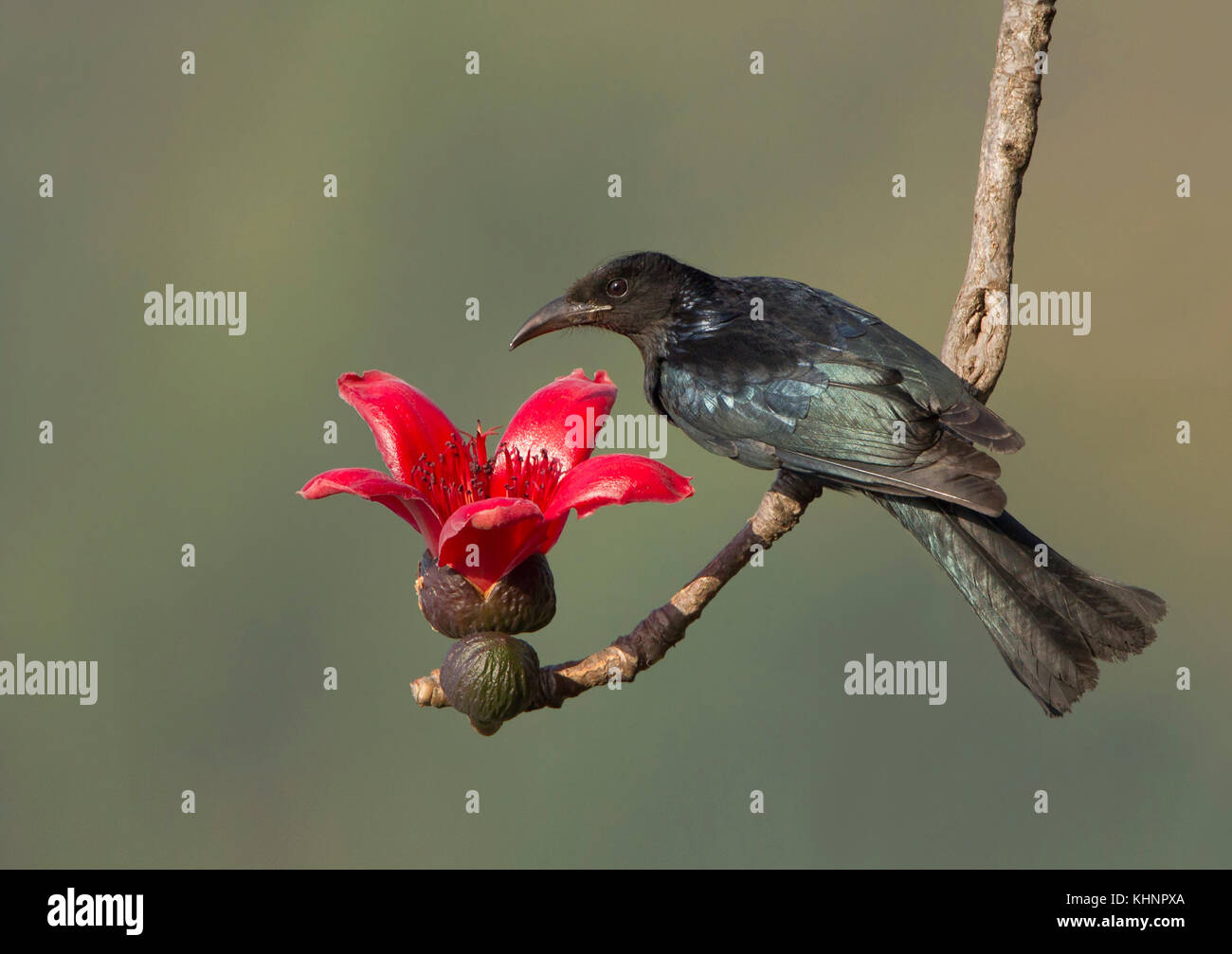 "Hair-crested Drongo (Dicrurus hottentottus), West Bengal, India Stock ...