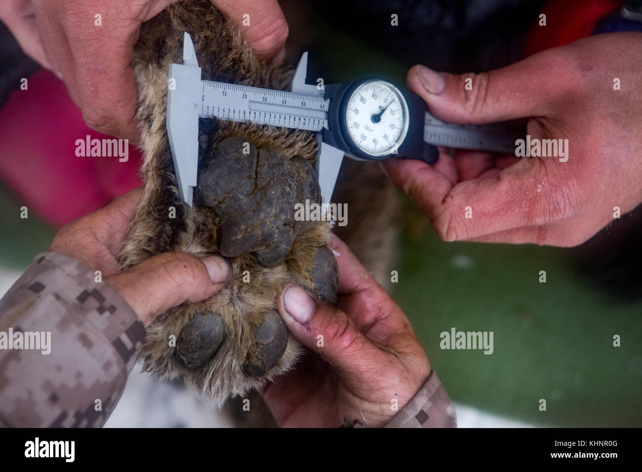 Snow Leopard (Panthera uncia) wild biologist, Shannon Kachel, and ...