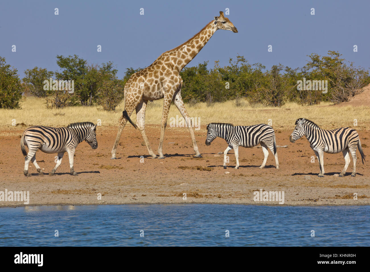 Angolan Giraffe (Giraffa giraffa angolensis) and Zebras (Equus quagga ...