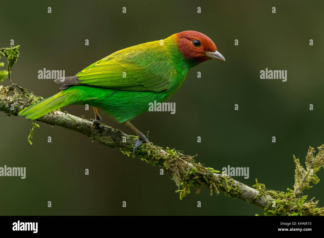 Bay-headed Tanager (Tangara gyrola), Sierra Nevada de Santa Marta ...