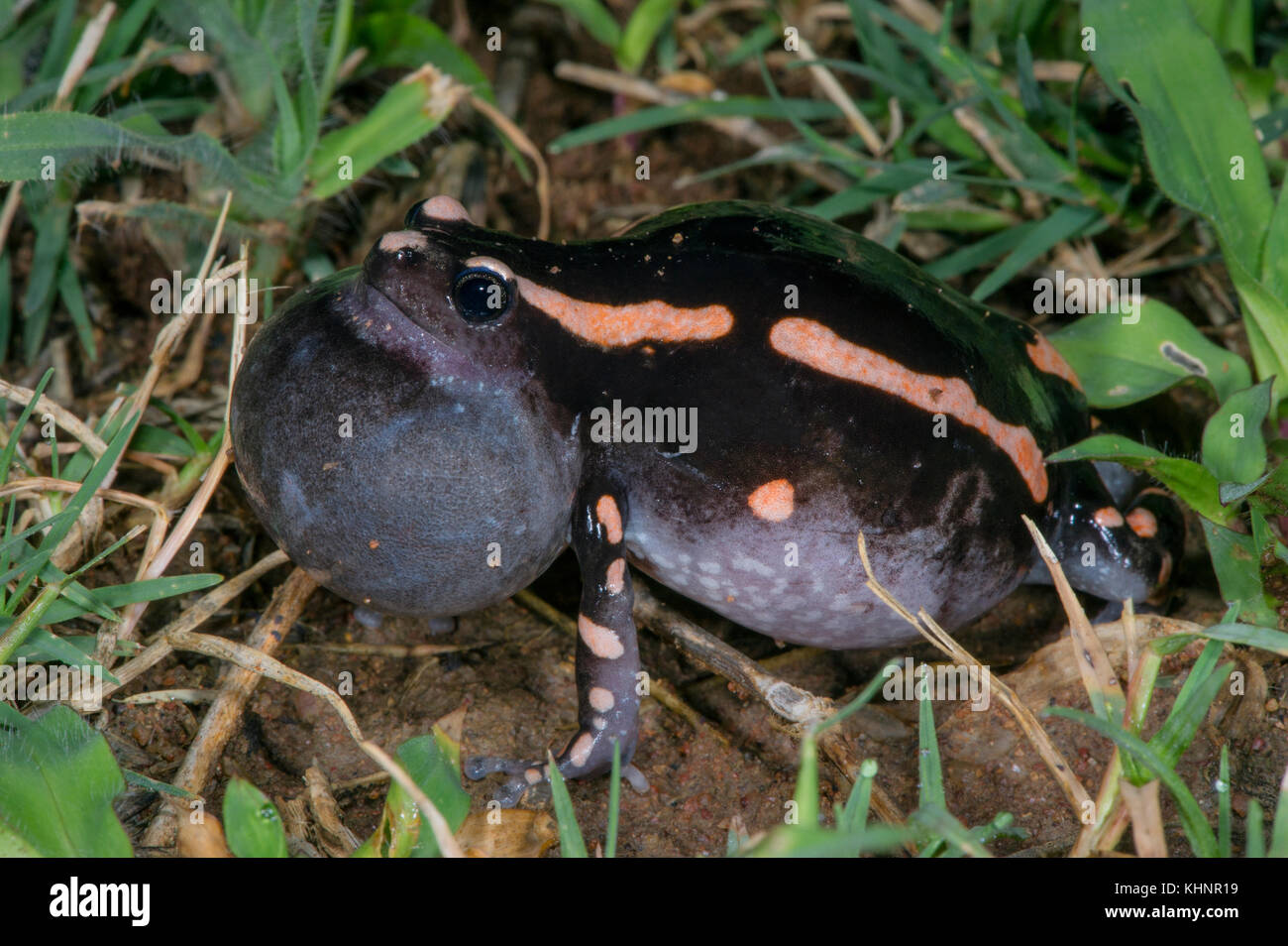Red-banded Rubber Frog (Phrynomantis bifasciatus) calling, Marakele ...