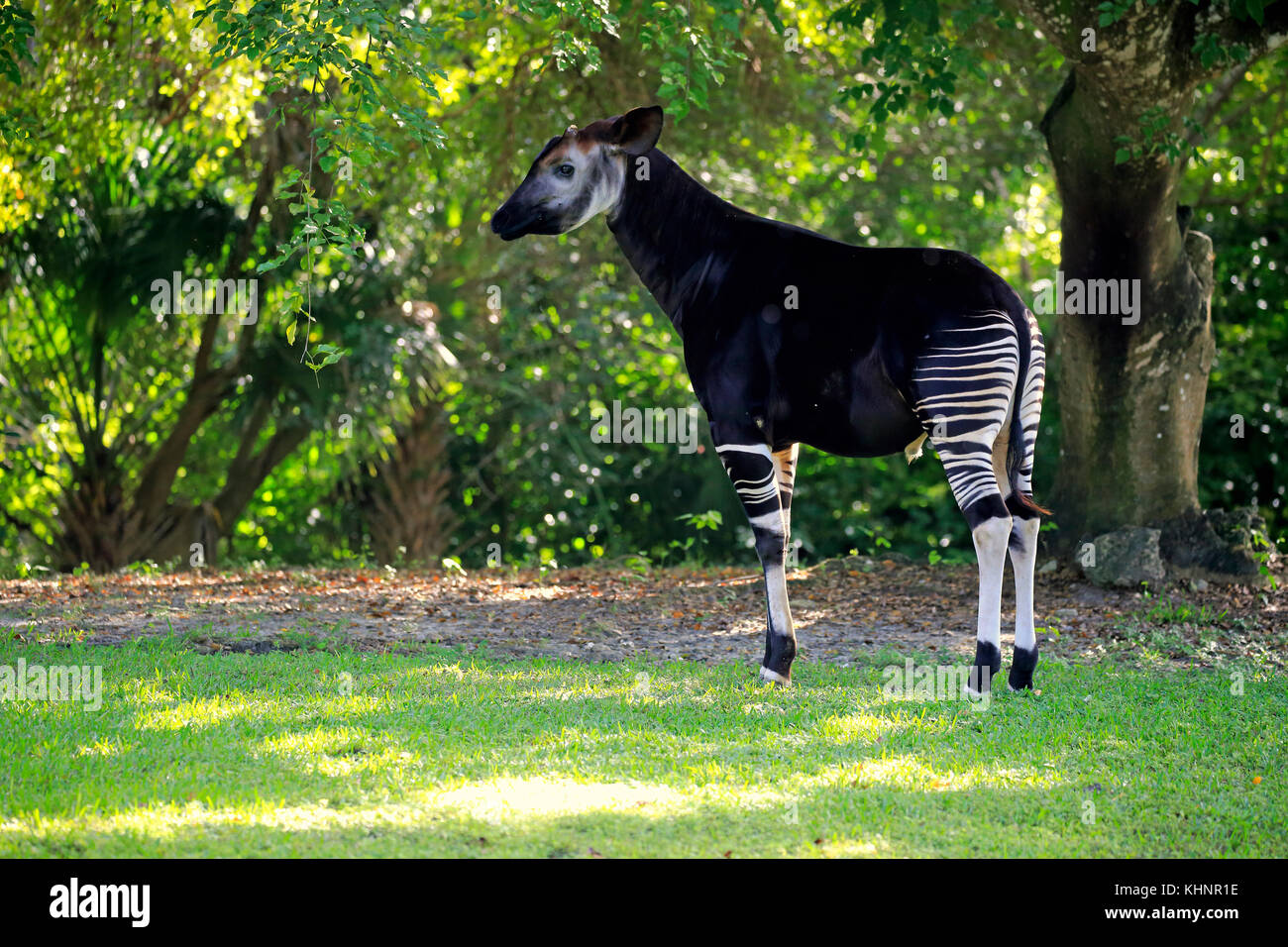 Okapi (Okapia johnstoni), Singapore Zoo, Singapore Stock Photo - Alamy