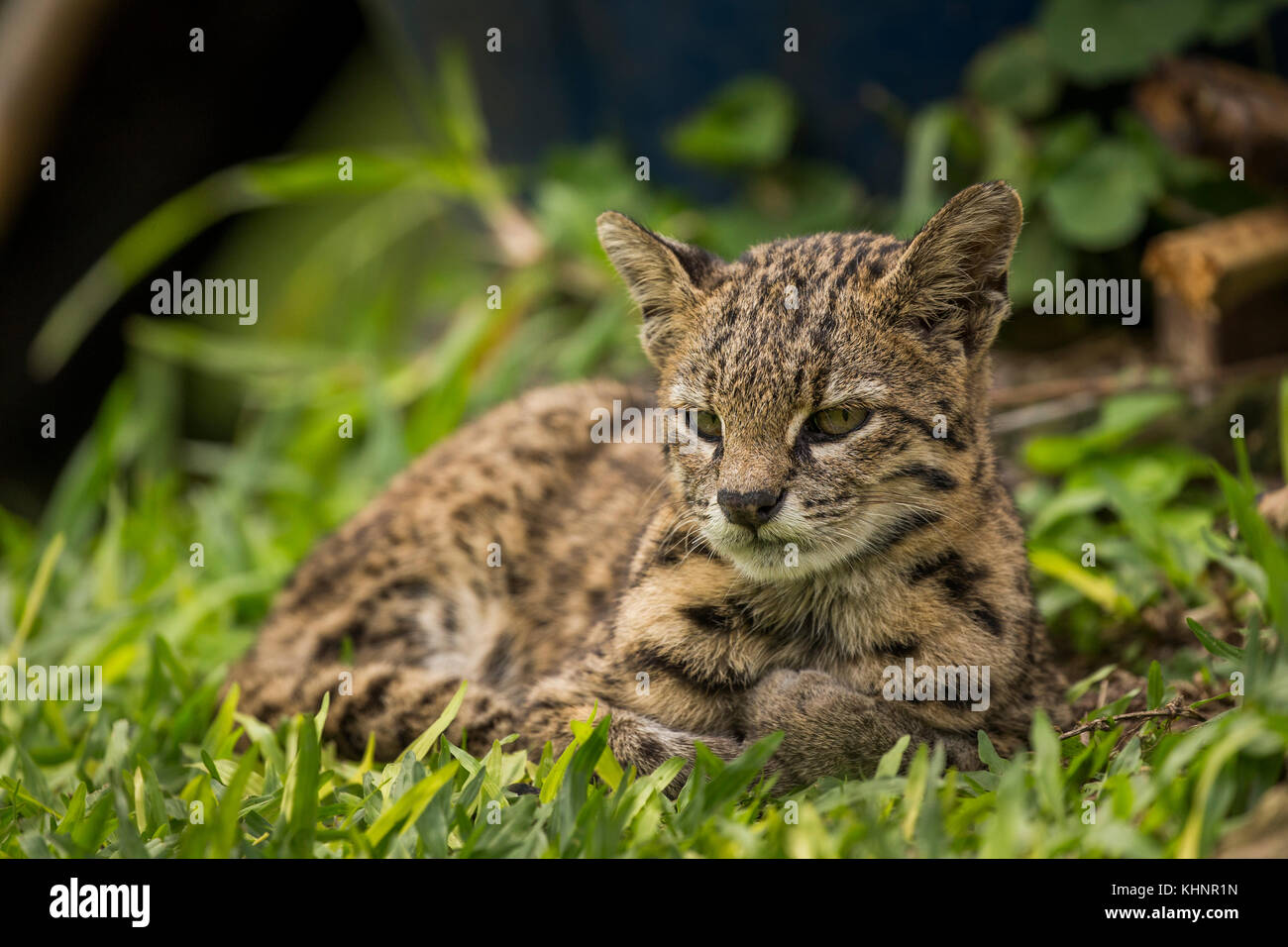 Geoffroy's Cat (Leopardus geoffroyi), habituated female, Ibera ...