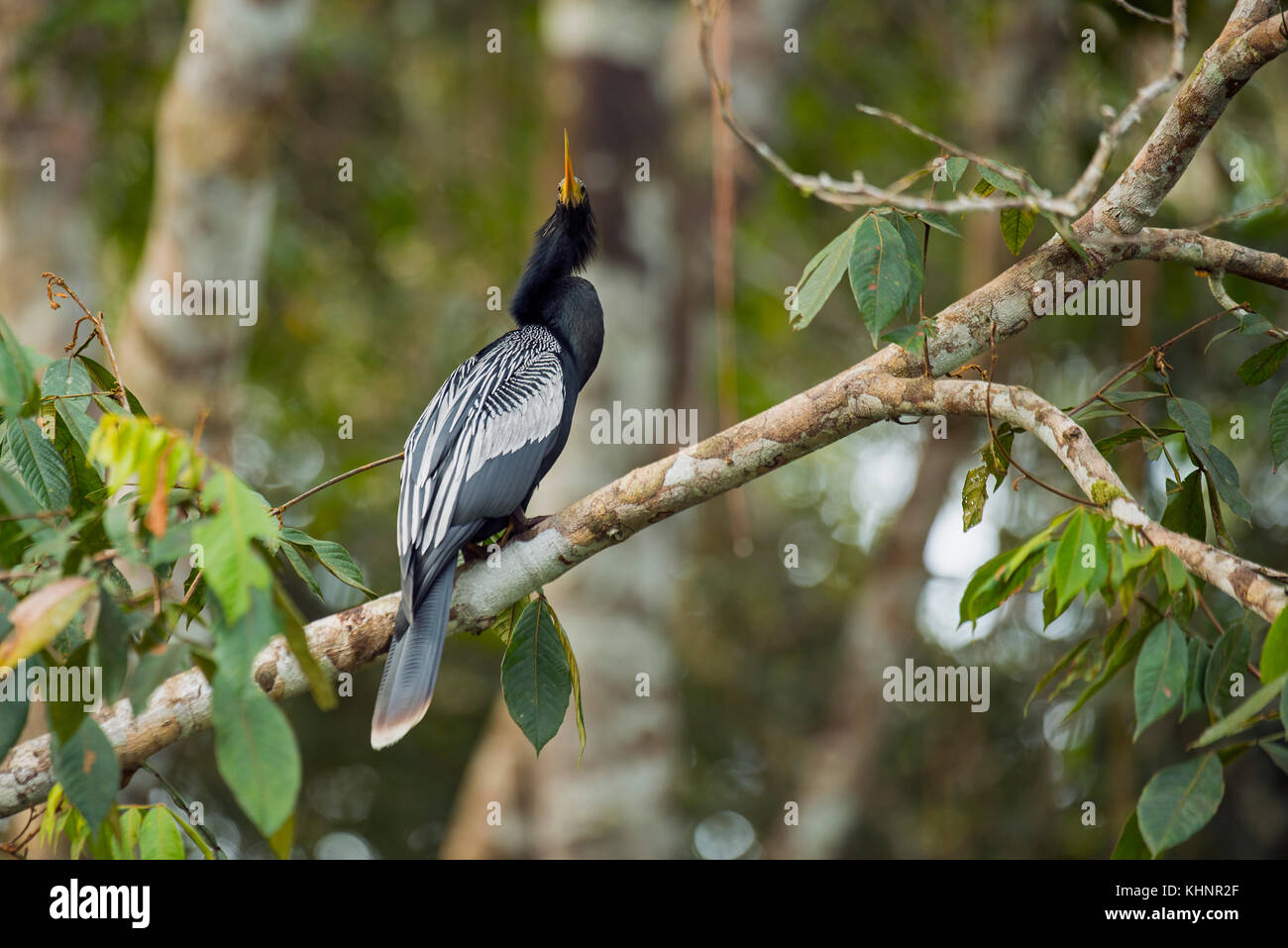 American Darter (Anhinga anhinga) male, Ecuador Stock Photo - Alamy