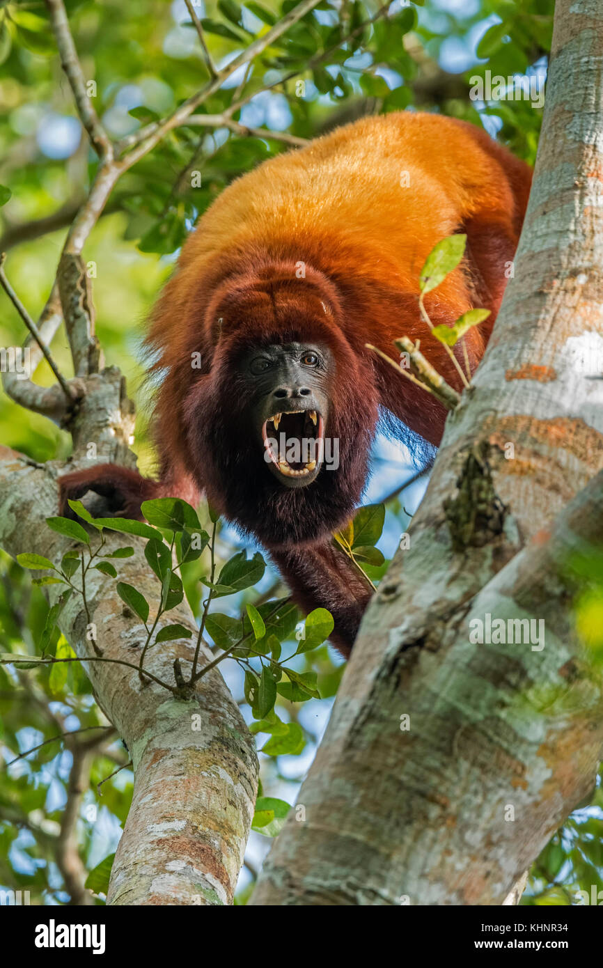 Red Howler Monkey (Alouatta seniculus) calling, Magdalena Valley ...