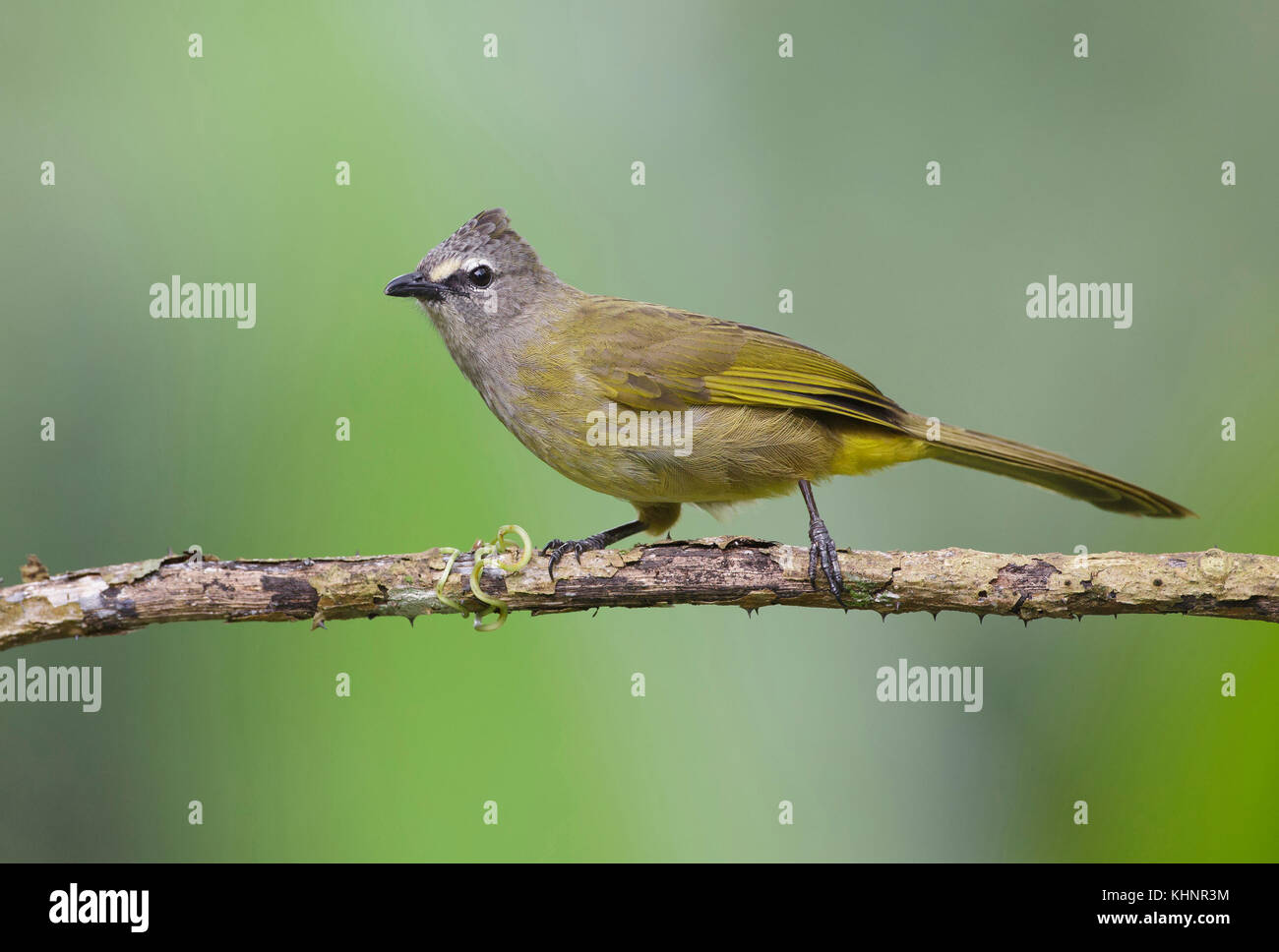 Flavescent Bulbul (Pycnonotus flavescens), Mae Wong, Thailand Stock ...