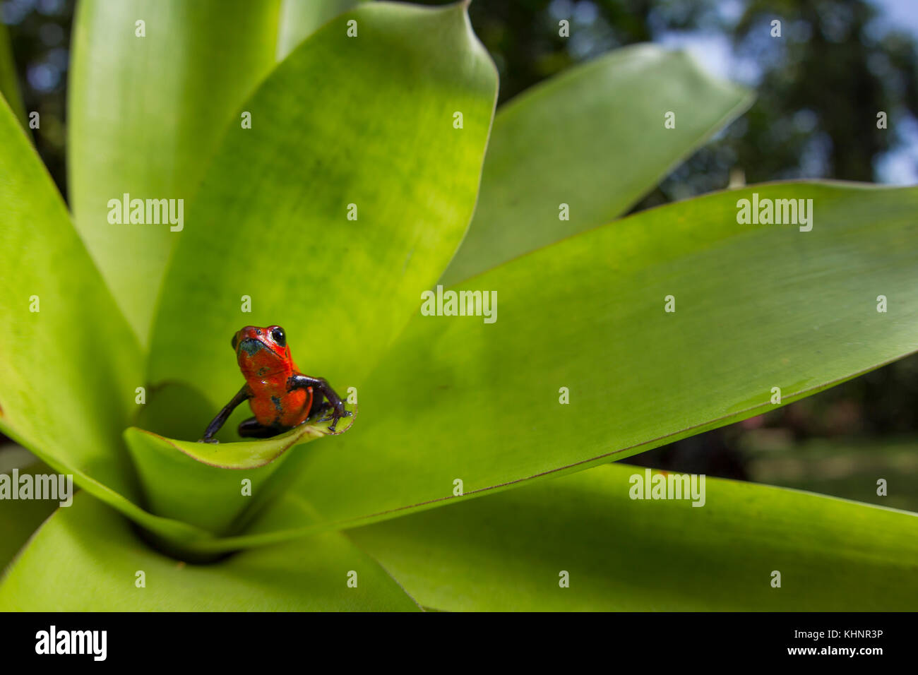 Strawberry Poison Dart Frog (Oophaga pumilio) in bromeliad, Costa Rica ...
