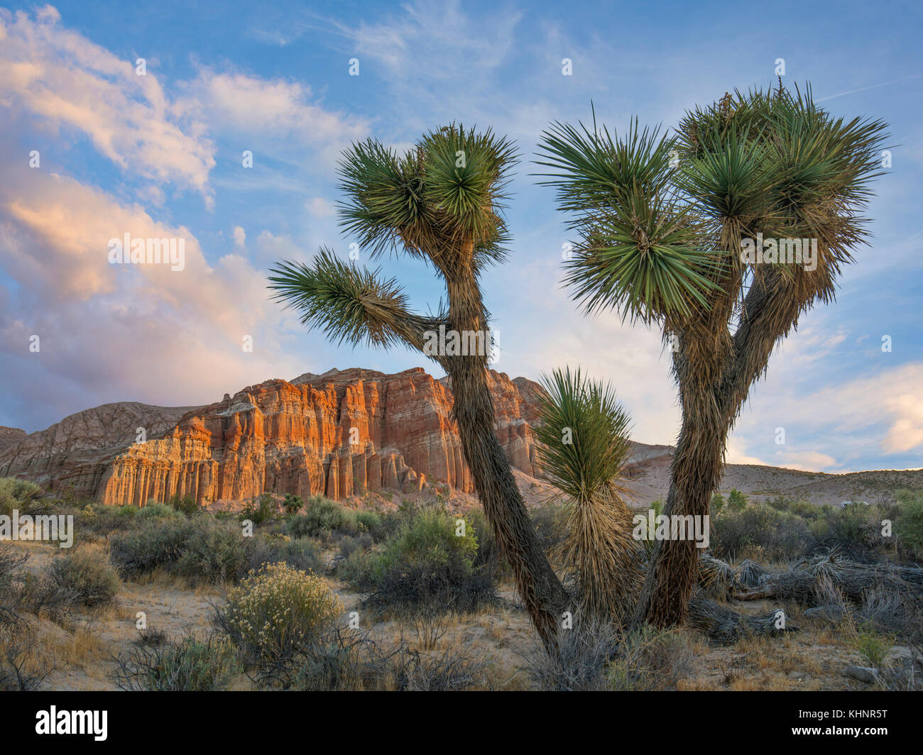 Joshua Tree (Yucca brevifolia) pair and cliffs, Red Rock Canyon State ...