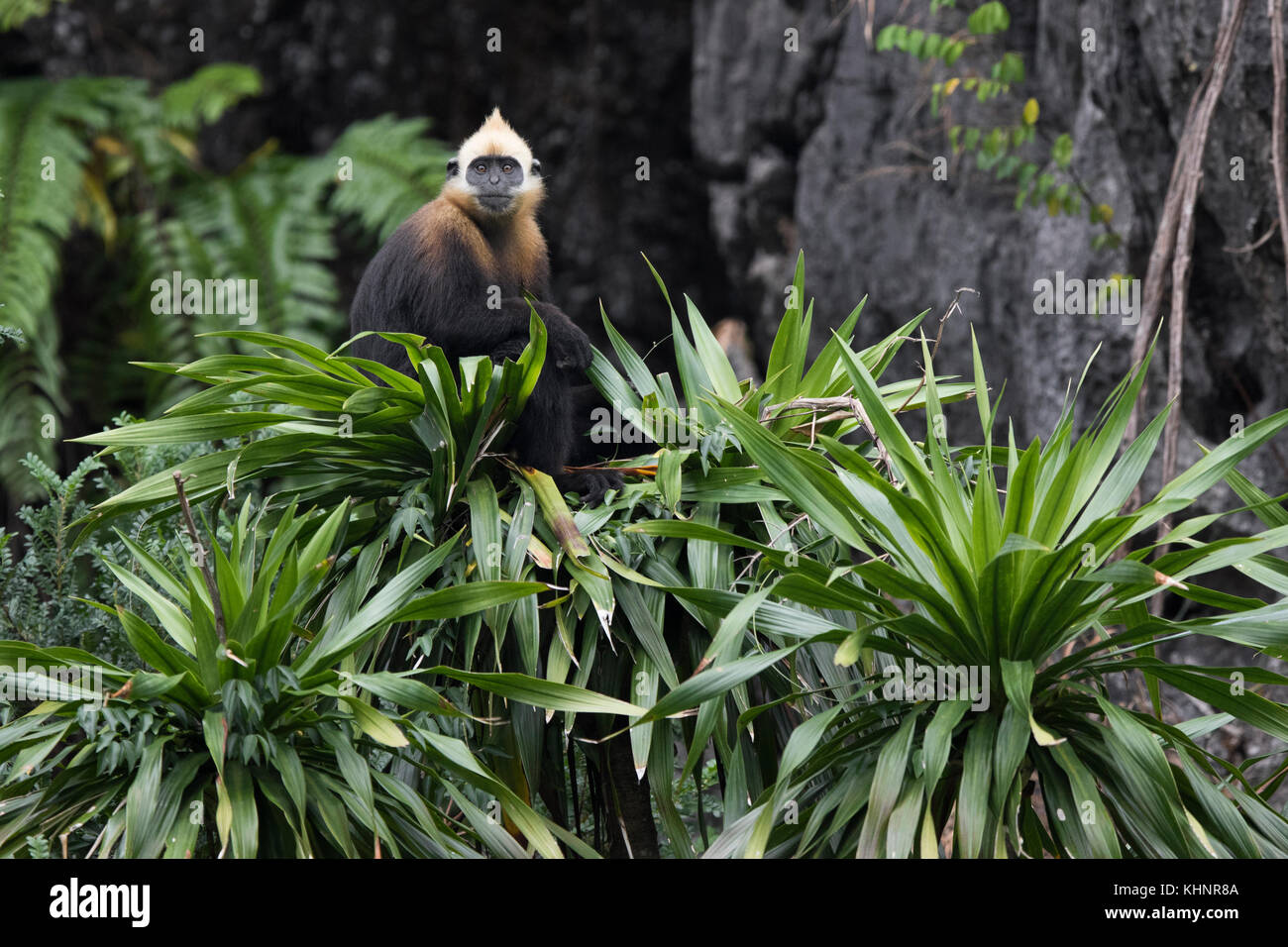 Cat Ba Langur (Trachypithecus poliocephalus poliocephalus), Ha Long Bay ...