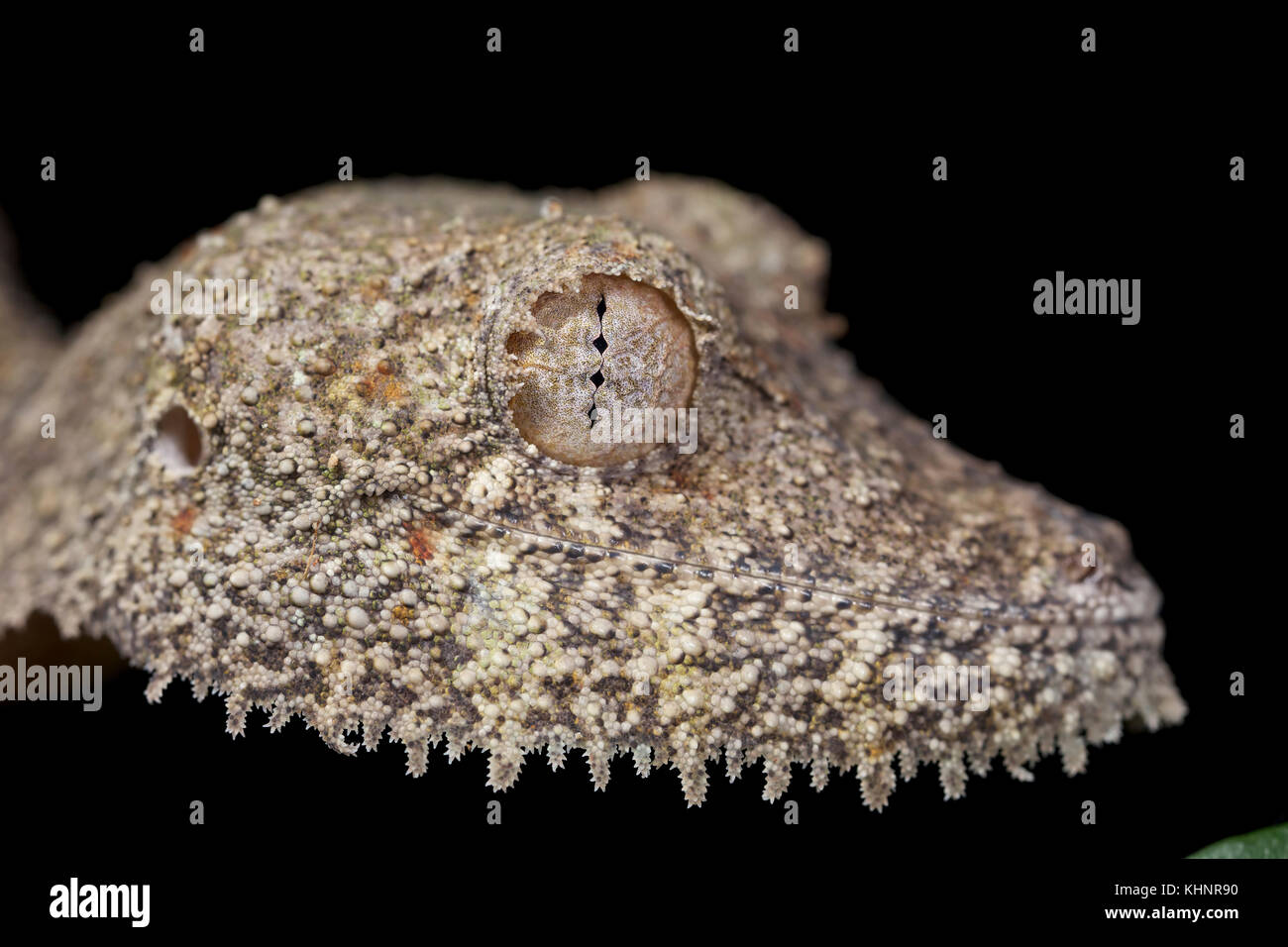 Henkel's Leaf-tailed Gecko (Uroplatus henkeli), Ankarafantsika National ...