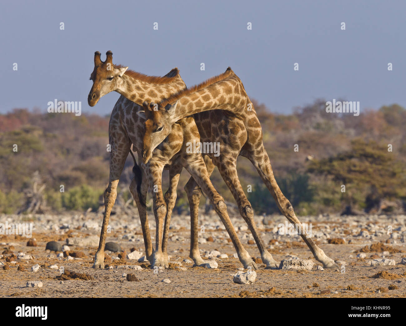 Angolan Giraffe (Giraffa giraffa angolensis) sub-adult males play-fighting, Etosha National Park ...