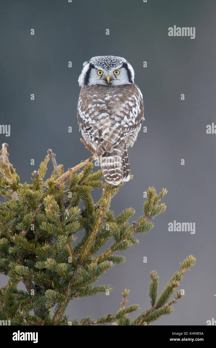 Northern Hawk Owl (Surnia ulula), northern Michigan Stock Photo - Alamy