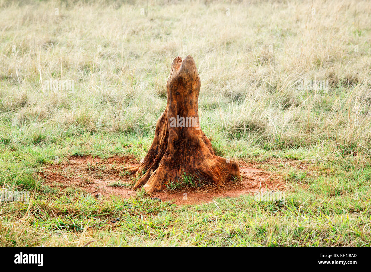 Tree stump used by wildlife to scratch themselves, Rietvlei Nature ...