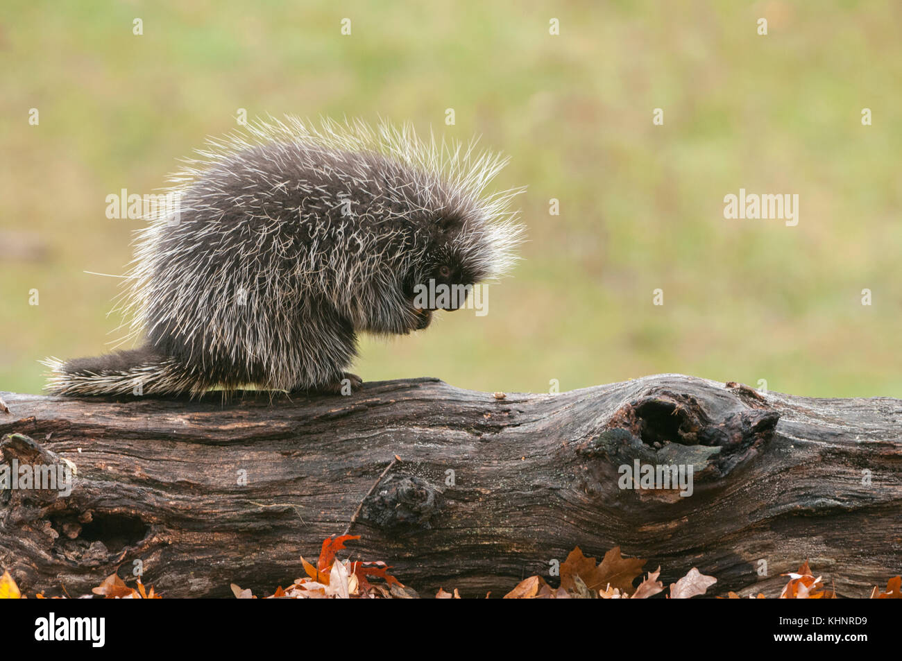 Common Porcupine (Erethizon dorsatum) feeding, Howell Nature Center ...